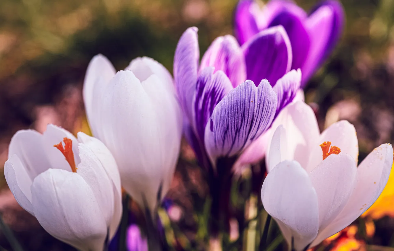 Wallpaper macro, flowers, spring, crocuses, white, primrose, lilac ...