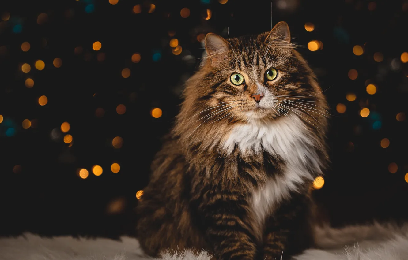 Wallpaper cat, cat, Shine, fur, black background, garland, bokeh for ...