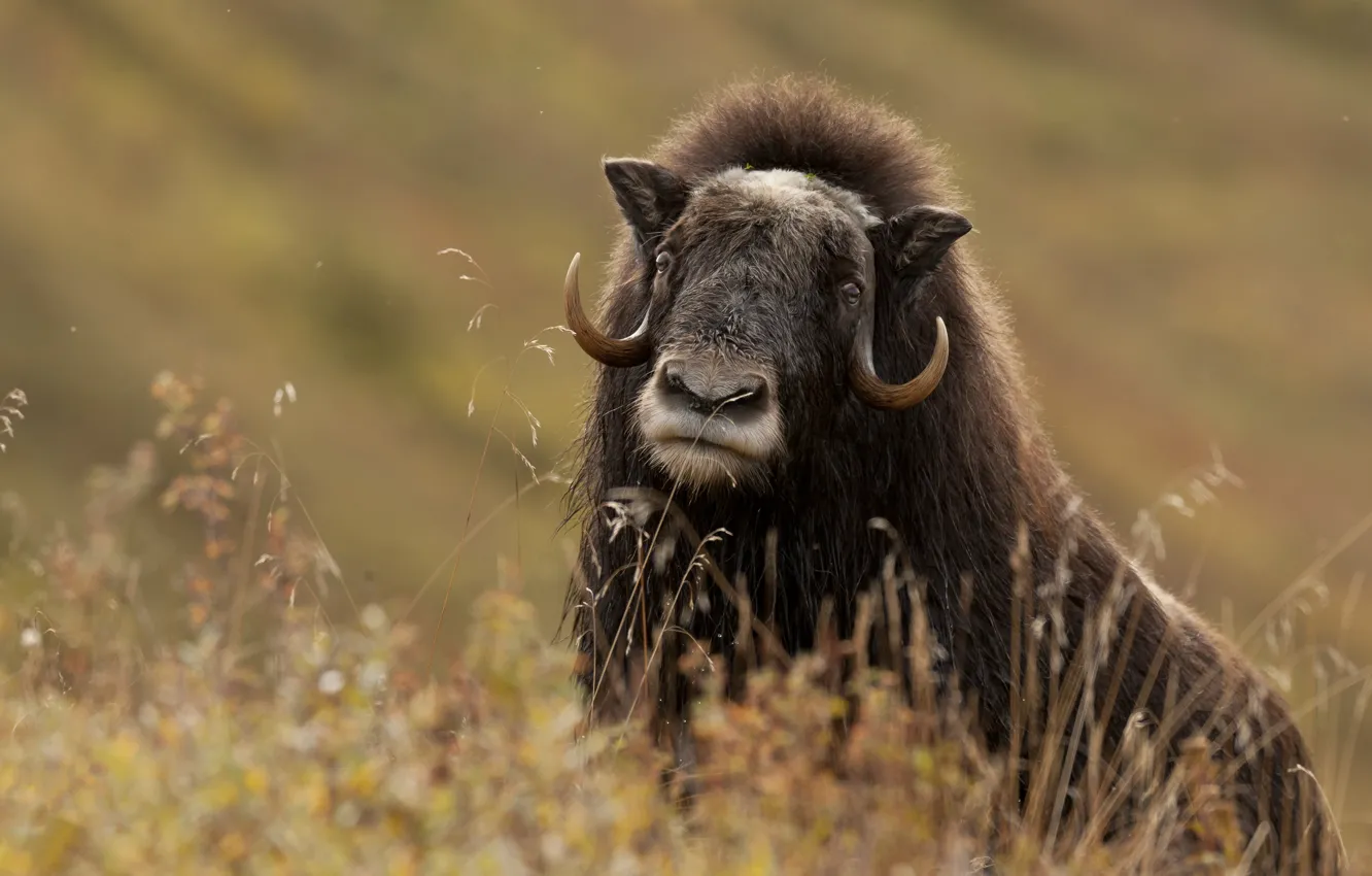 Wallpaper look, face, nature, bull, musk ox for mobile and desktop ...