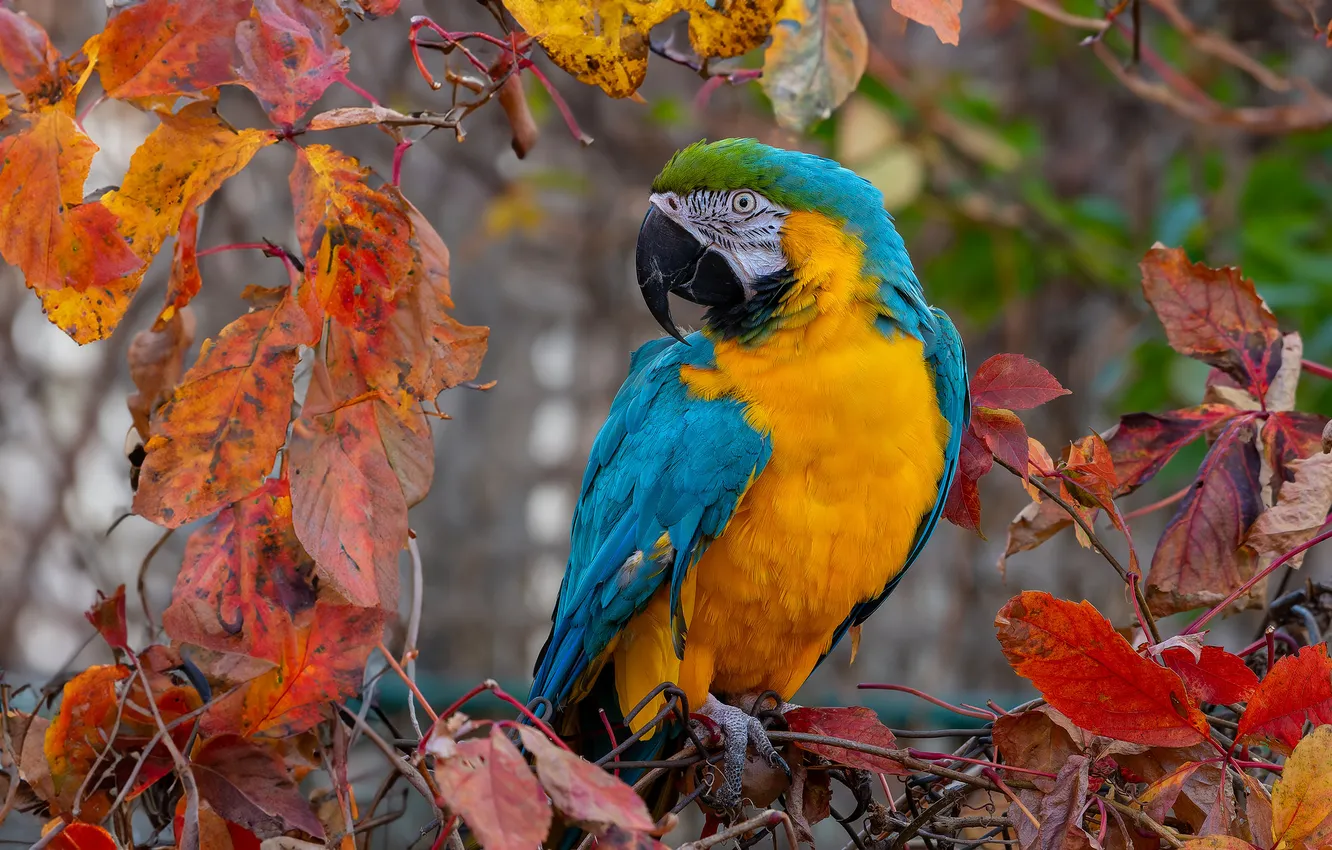 Wallpaper autumn, look, branches, mesh, bird, the fence, parrot, Ara ...