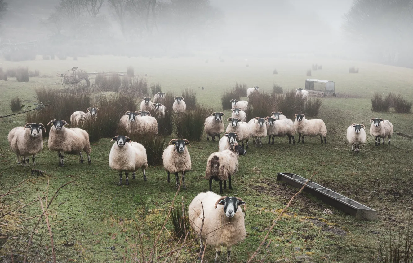 Wallpaper field, fog, sheep, morning, pasture, the herd, flock, sheep for mobile and desktop ...