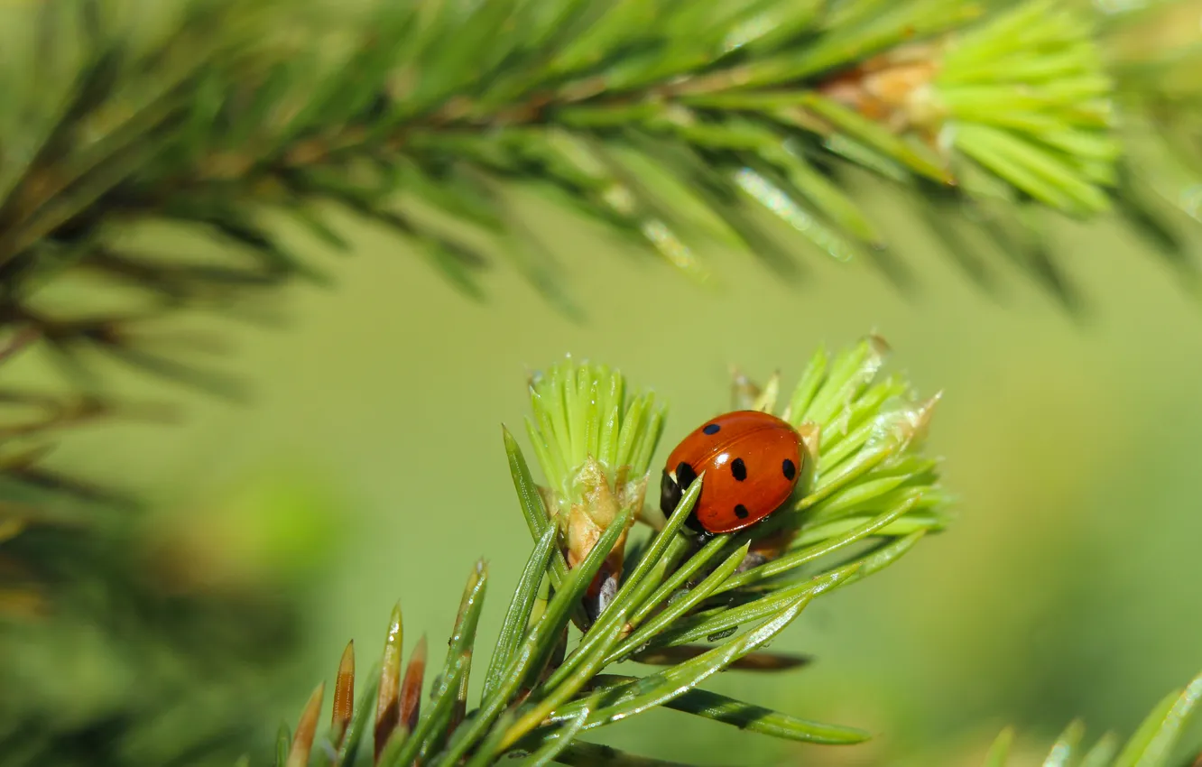 Wallpaper red, animal, insect, ladybird for mobile and desktop, section ...