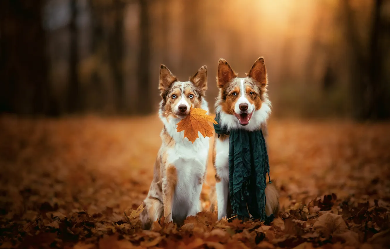 Wallpaper dogs, look, nature, pose, a couple, two dogs, faces for ...