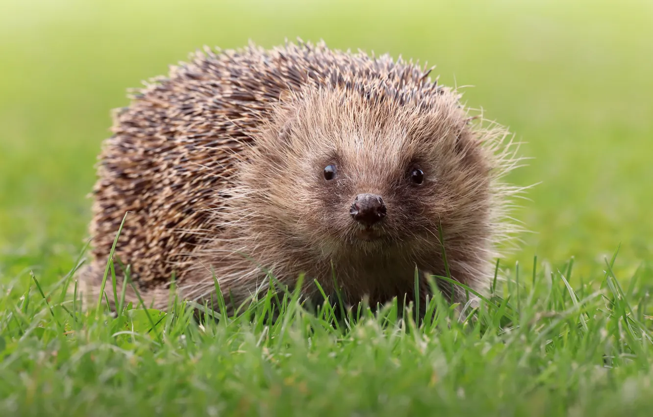 Wallpaper grass, look, glade, face, hedgehog, hedgehog for mobile and ...