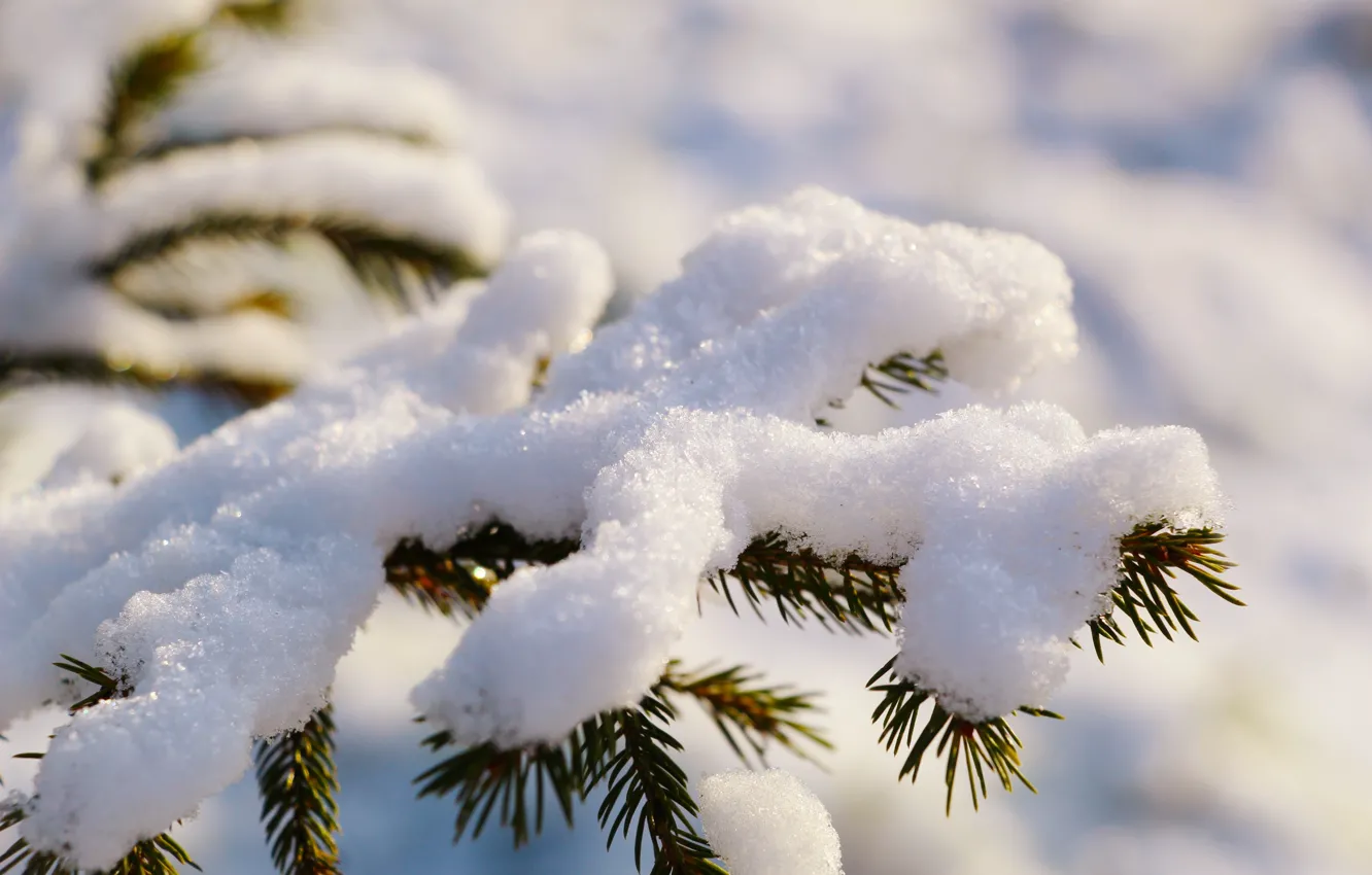 Wallpaper winter, snow, twig for mobile and desktop, section природа ...