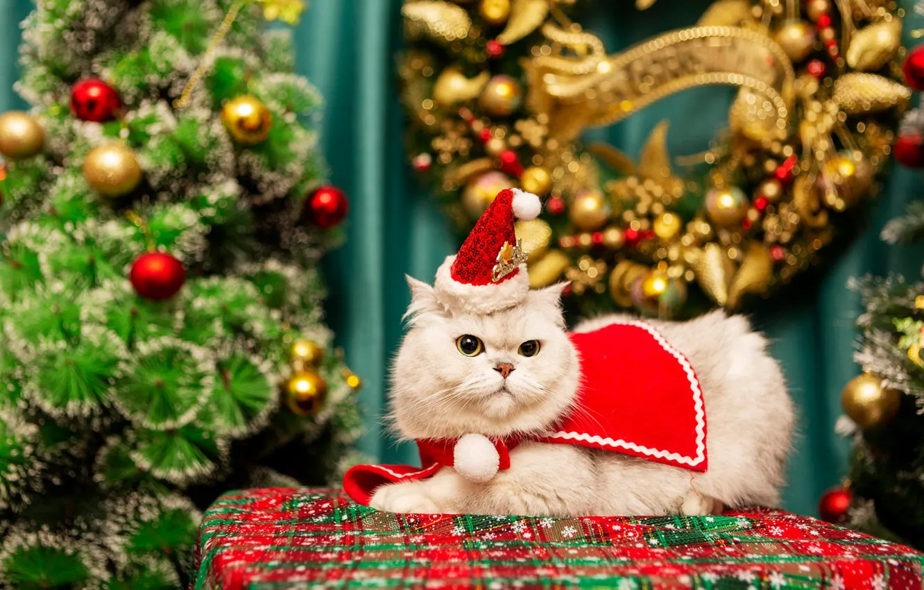 Wallpaper cat, white, cat, look, balls, pose, Christmas, costume for ...