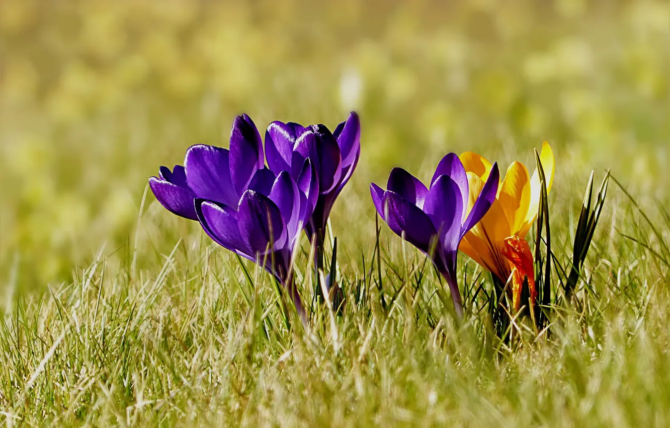 Wallpaper nature, Flowers, spring, weed, flowering, Crocuses for mobile ...