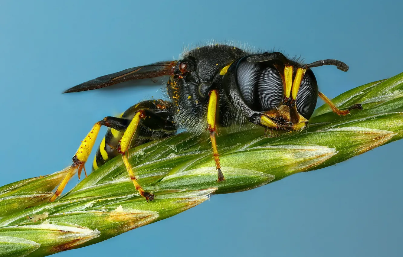 Wallpaper eyes, macro, OSA, stem, black, insect, blue background, spike ...