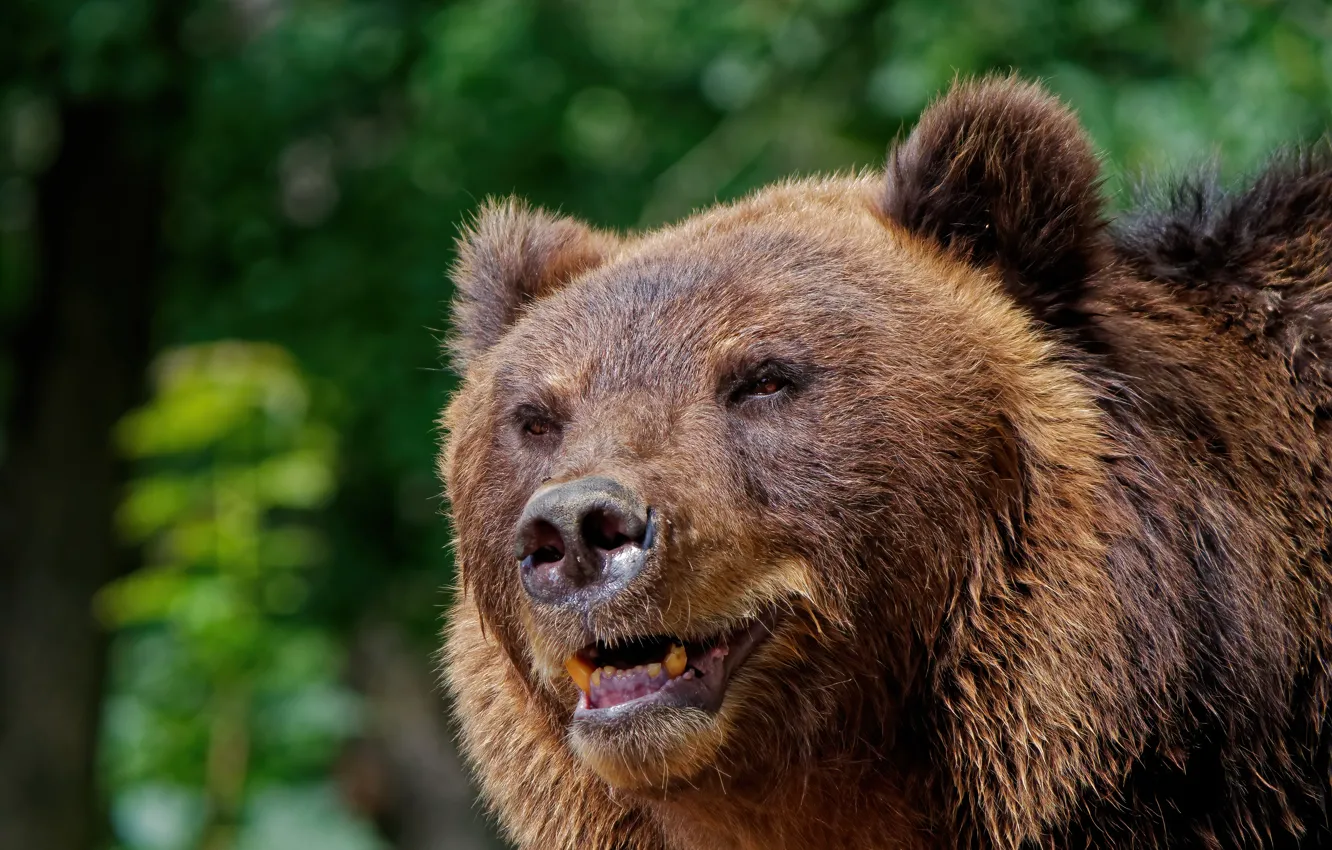 Wallpaper face, smile, predator, head, bear, brown, closeup for mobile ...