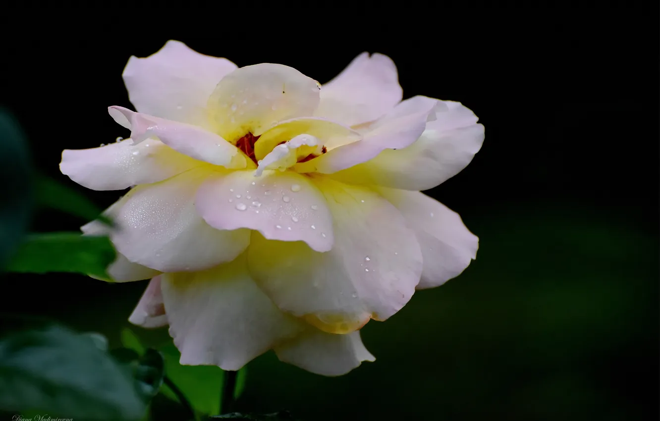 Wallpaper summer, macro, flowers, rose for mobile and desktop, section ...