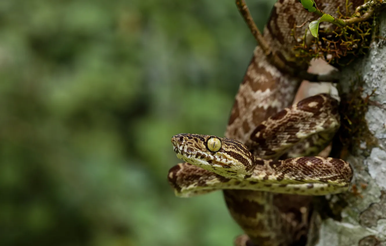 Wallpaper trees, snake, hanging for mobile and desktop, section ...