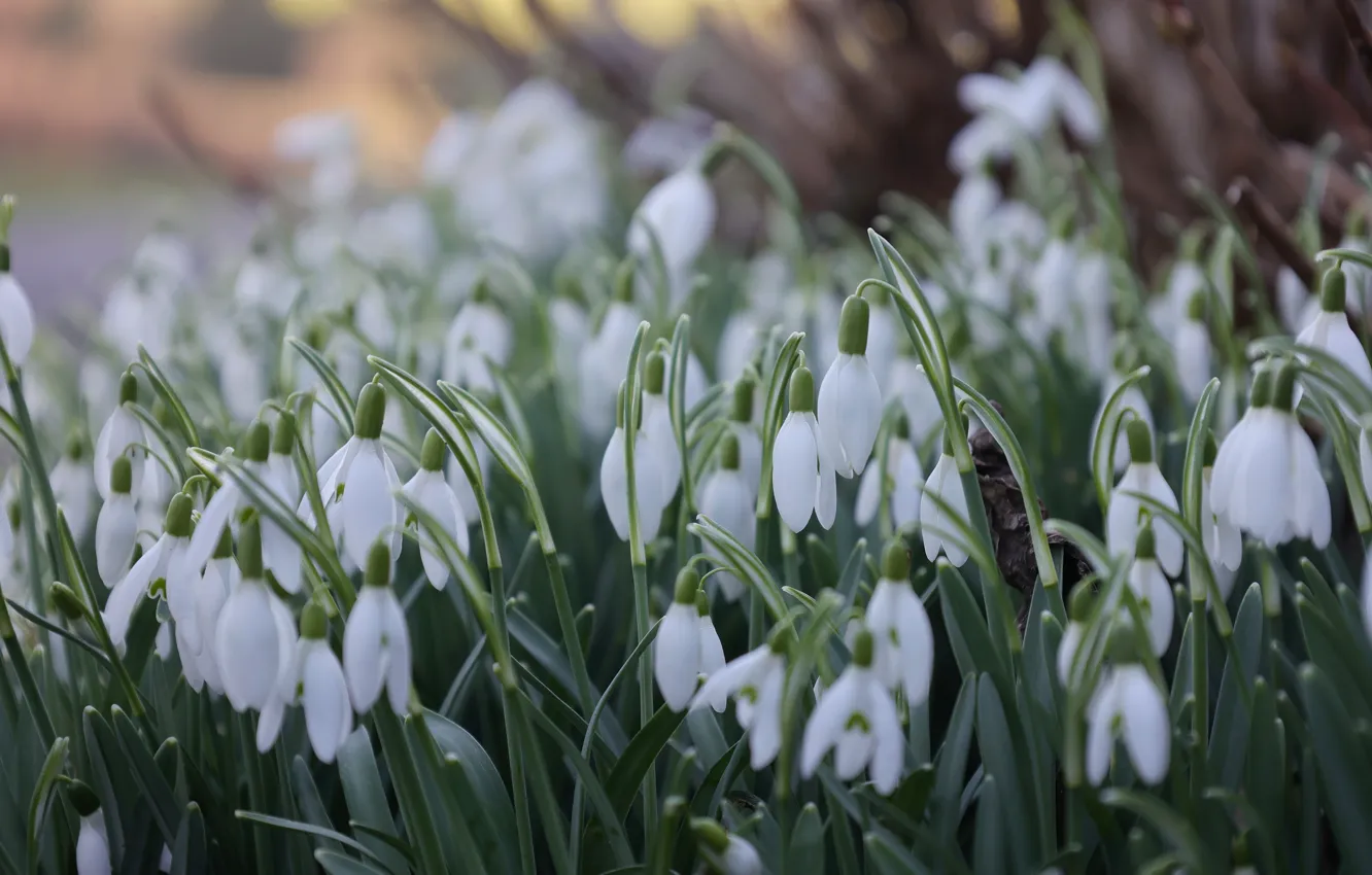 Wallpaper flowers, glade, spring, snowdrops, white, buds, a lot ...