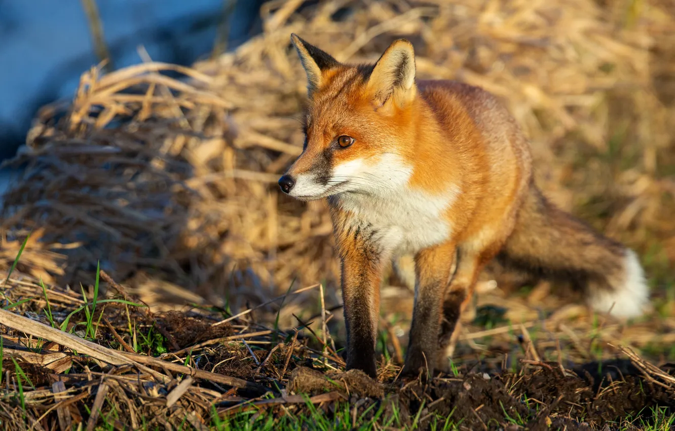Wallpaper grass, look, light, nature, Fox, hay, straw, red for mobile ...