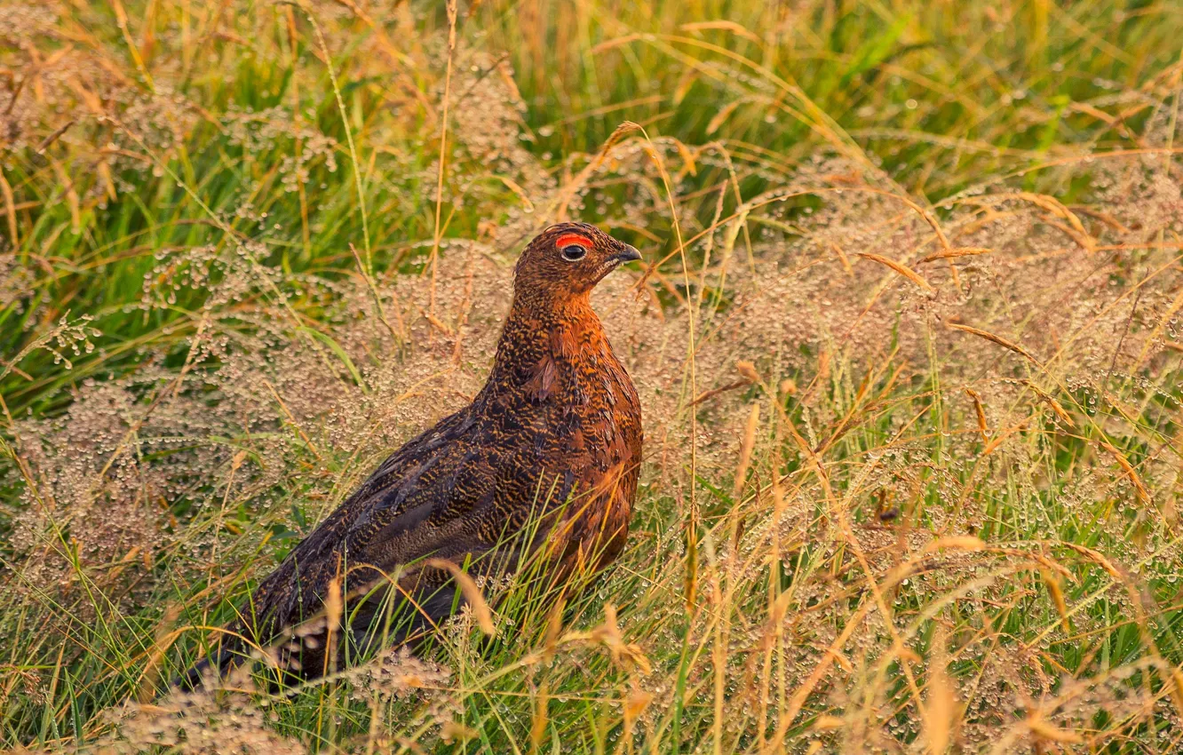 Wallpaper grass, nature, bird, the grouse for mobile and desktop ...