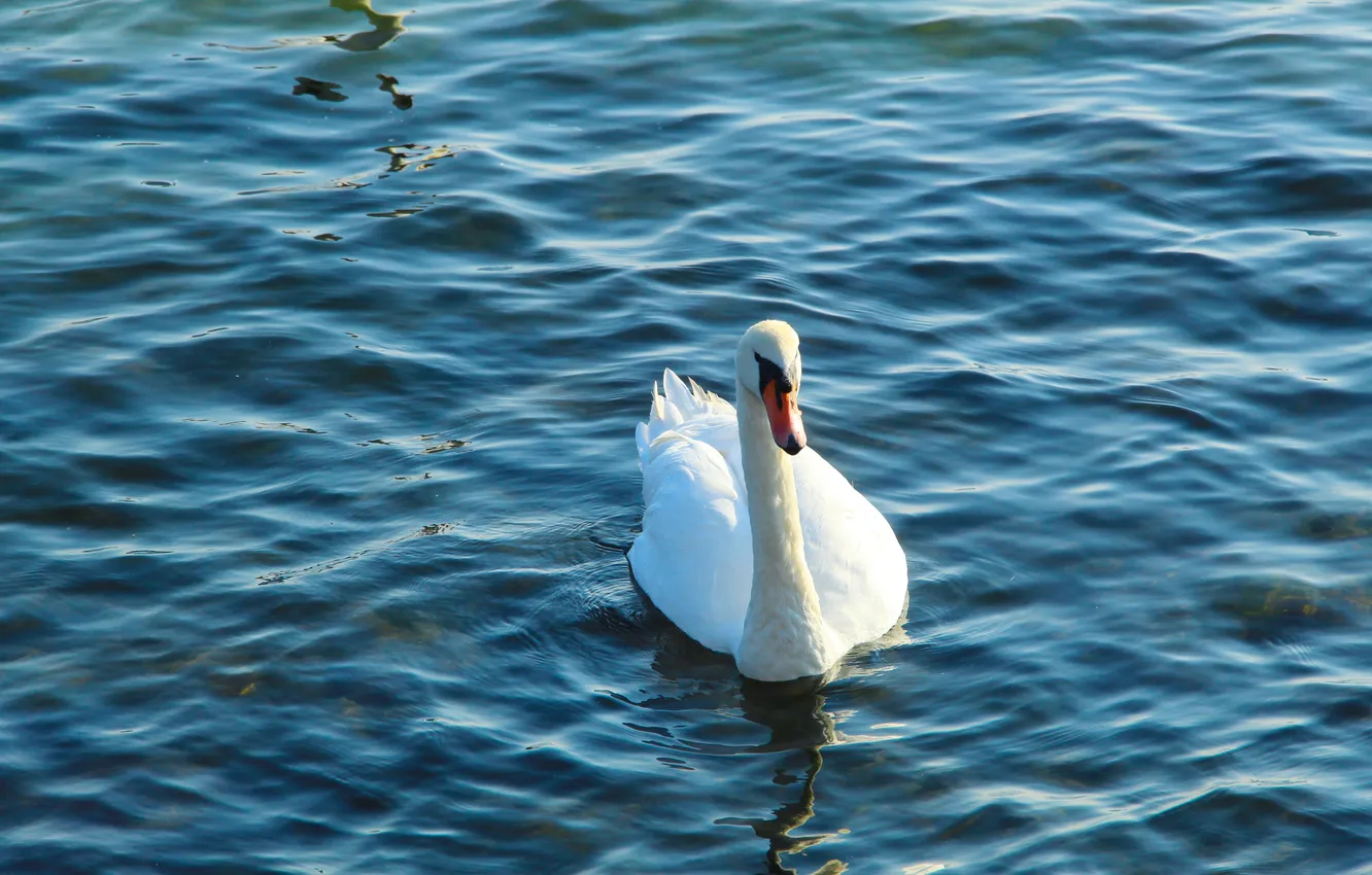 Wallpaper swan, bird, water, swim for mobile and desktop, section ...