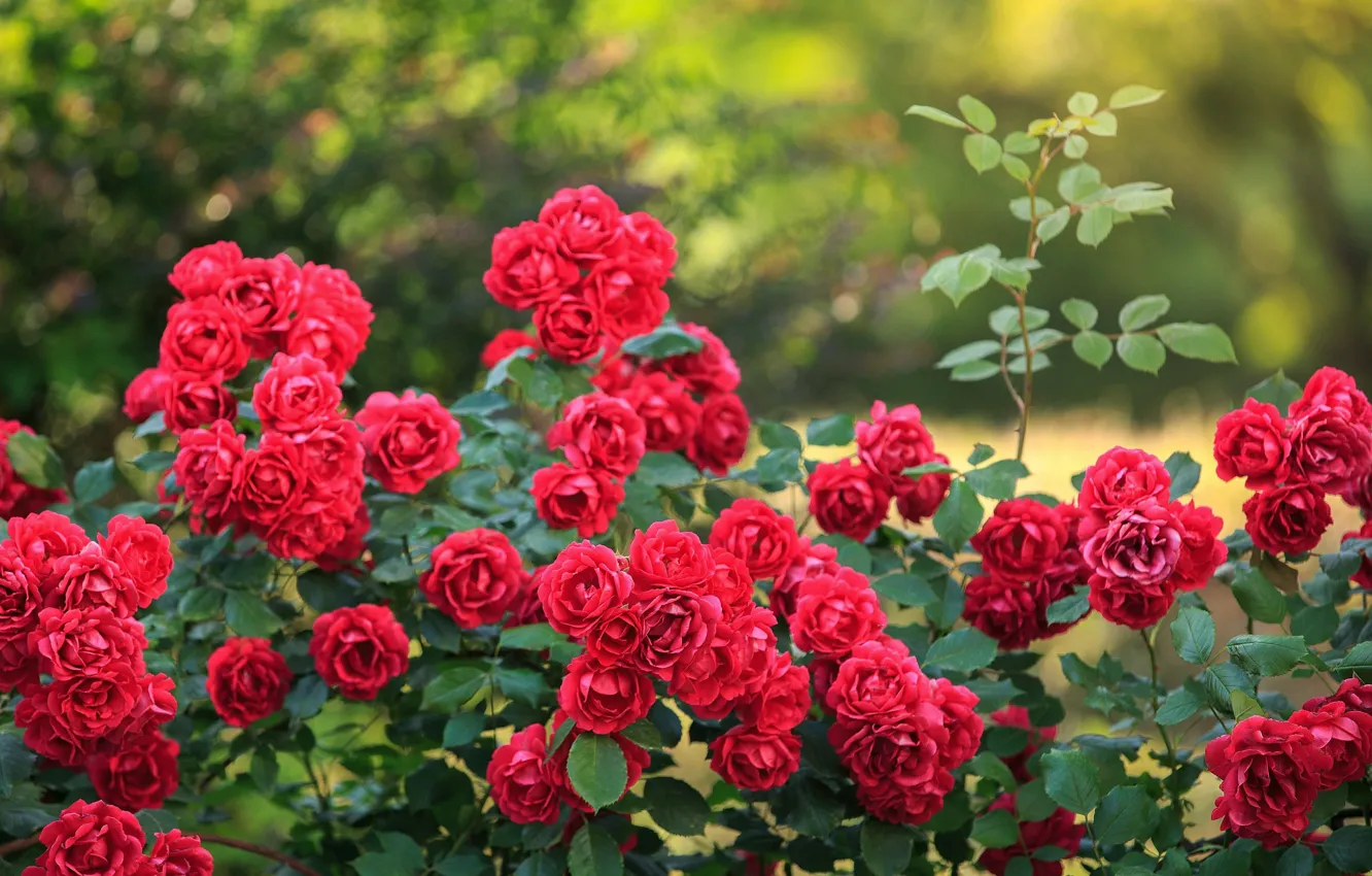 Wallpaper red, rose, Rose Garden for mobile and desktop, section цветы ...