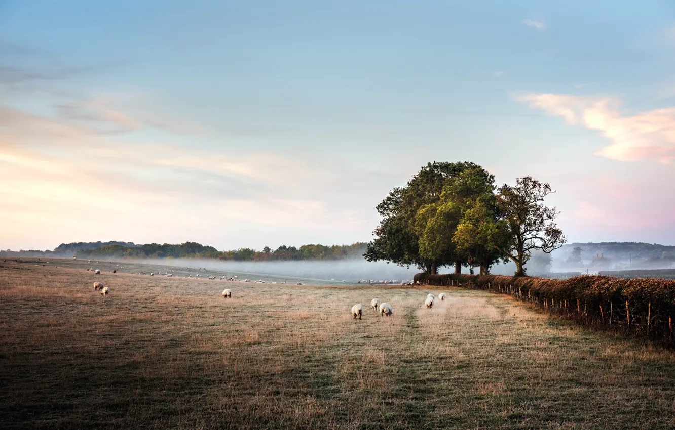 Wallpaper field, fog, sheep for mobile and desktop, section пейзажи, resolution 2560x1709 - download