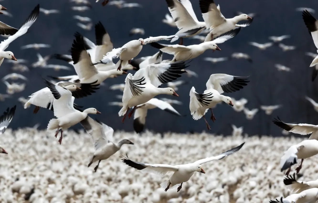 Wallpaper bird, pack, Snow Geese for mobile and desktop, section ...