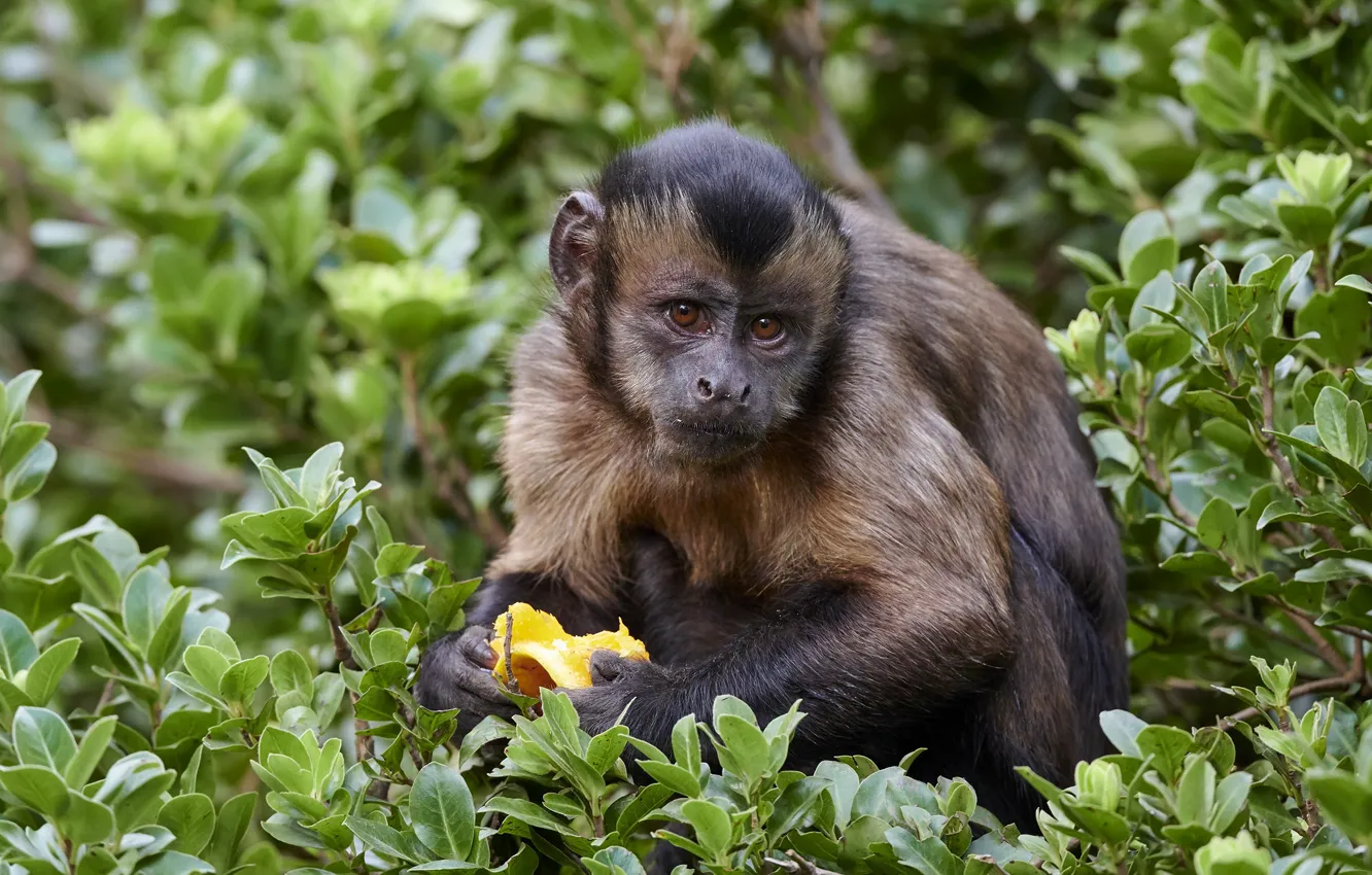 Wallpaper look, leaves, monkey, face, the bushes, meal for mobile and ...