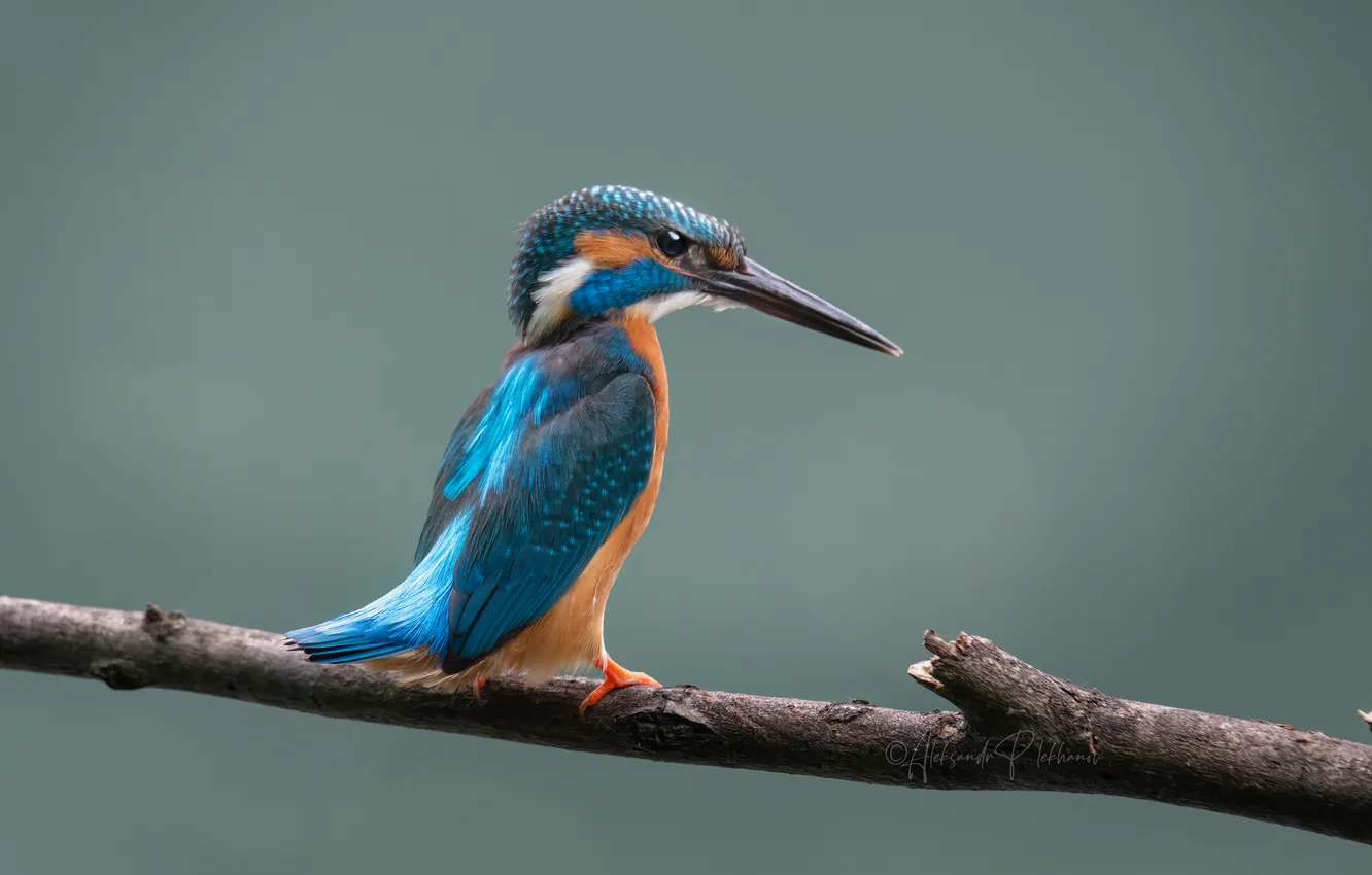 Wallpaper colors, bird, beautiful, beak for mobile and desktop, section ...