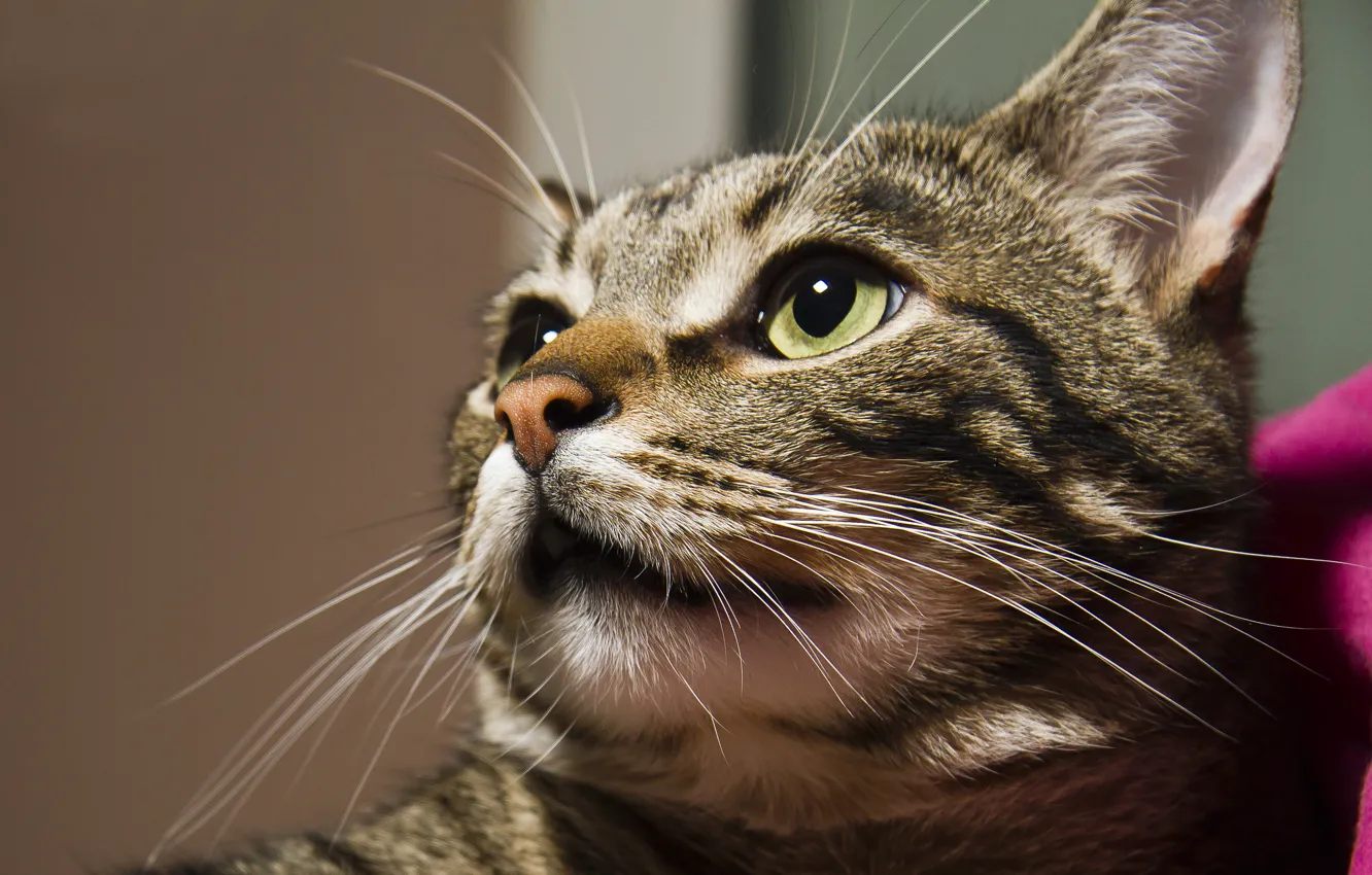 Wallpaper cat, look, grey, portrait for mobile and desktop, section ...