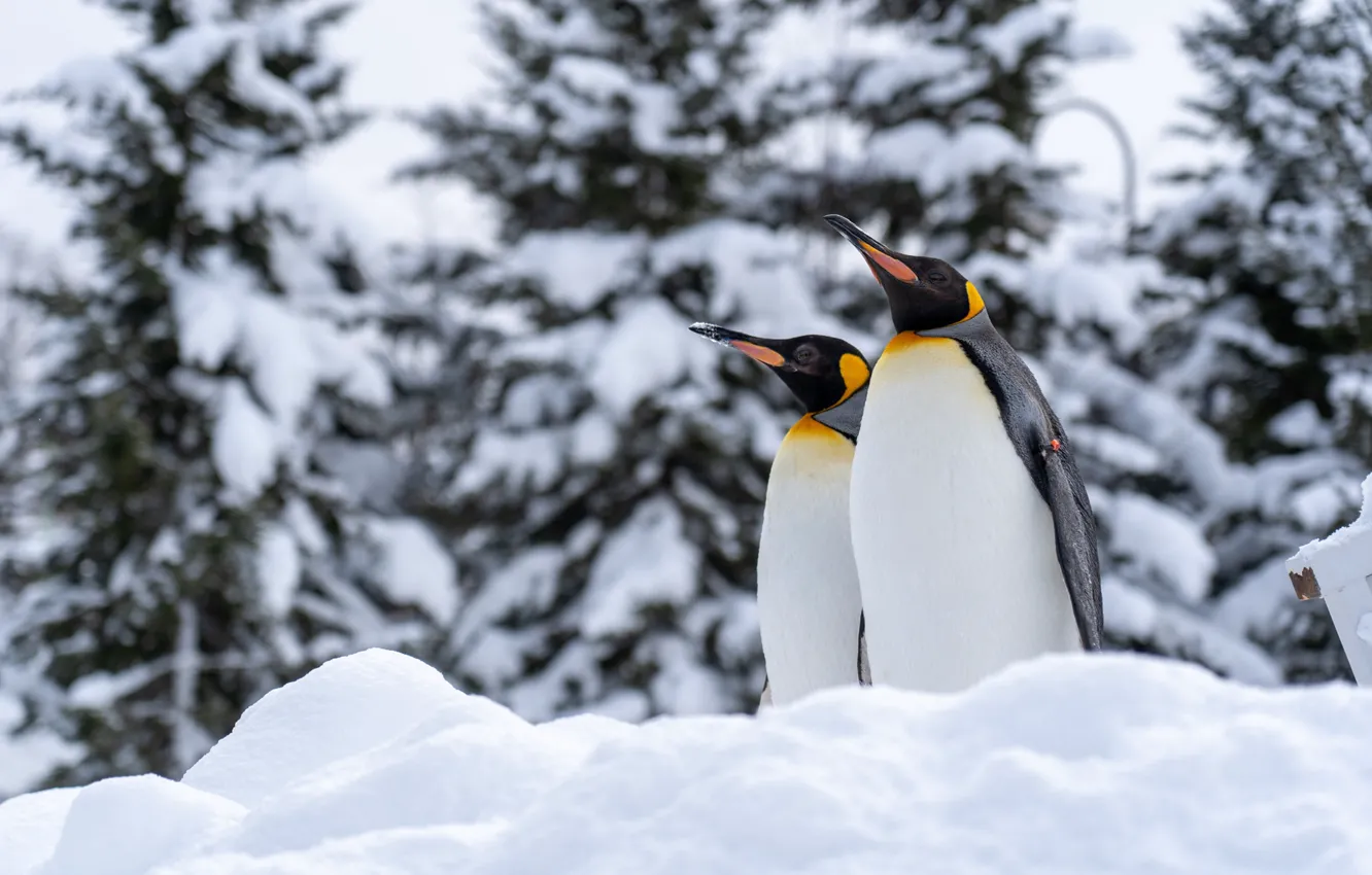 Wallpaper winter, snow, trees, birds, nature, ate, penguins, pair for ...