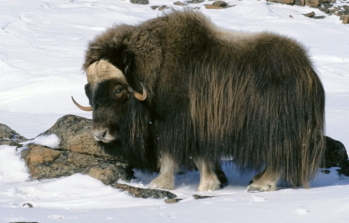 Wallpaper animals, alaska, snow, national, wildlife, arctic, musk ox ...