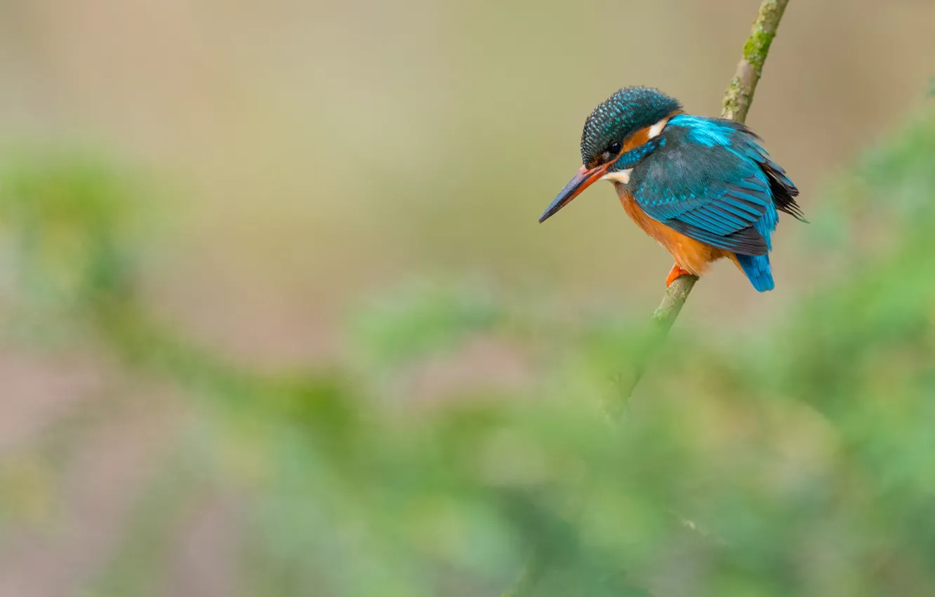 Wallpaper bird, branch, bird, sitting, green background, bokeh, blurred background, Kingfisher ...