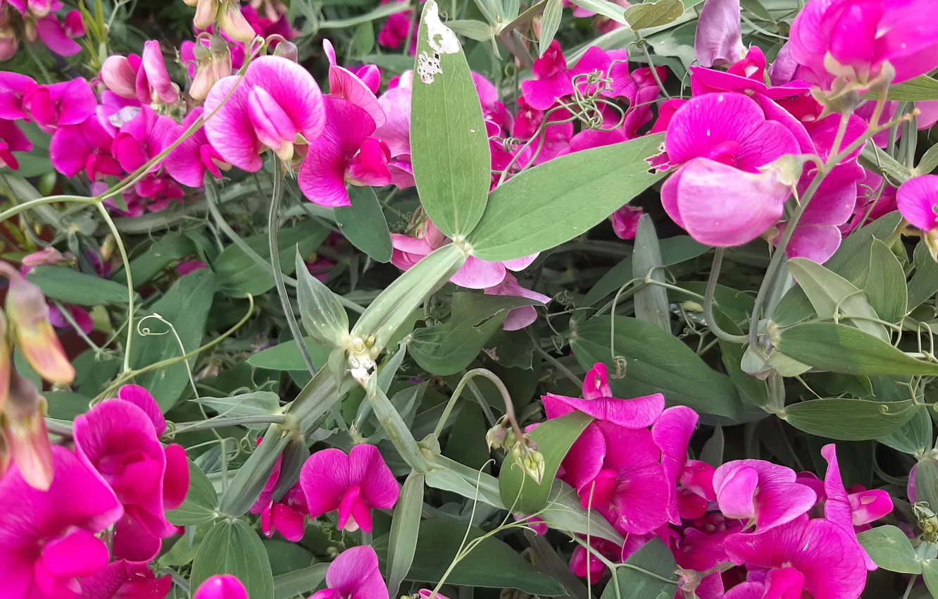 Wallpaper colors, plants, Peas for mobile and desktop, section природа ...