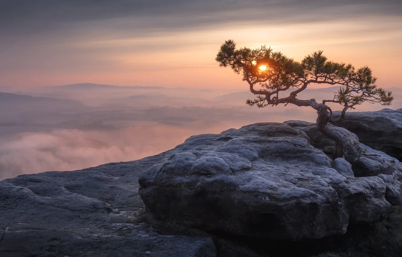 Wallpaper sunset, mountains, tree, Germany, panorama, Germany, pine ...