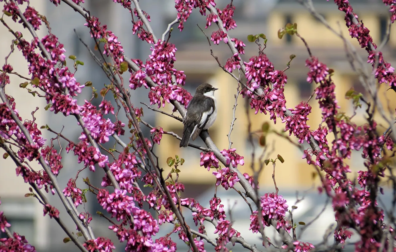 Wallpaper branch, spring, Italy, bird, flowering, Italy, garden, spring ...
