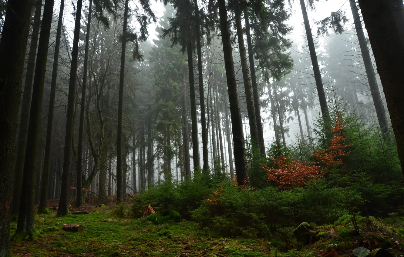 Wallpaper autumn, forest, trees, nature, fog, Germany, Germany ...