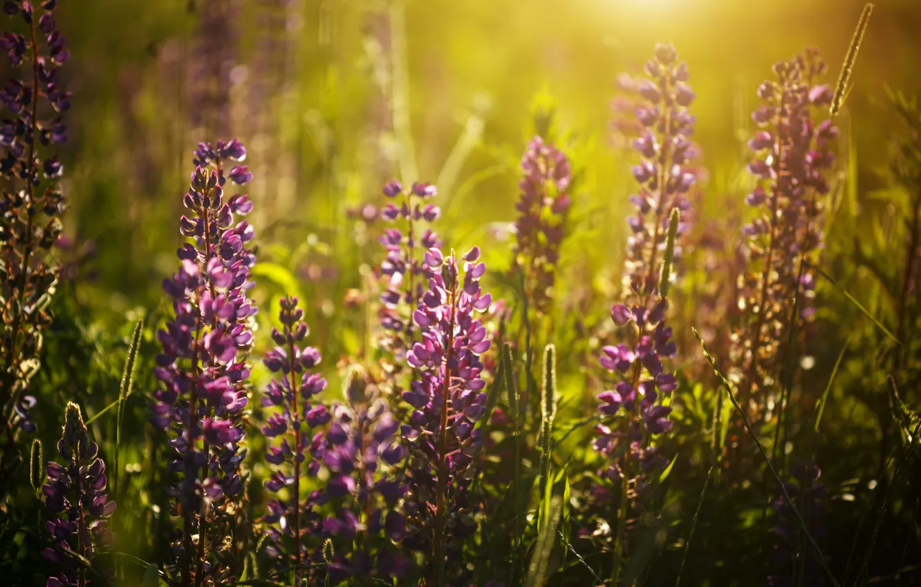 Wallpaper flowers, nature, Lupin for mobile and desktop, section ...