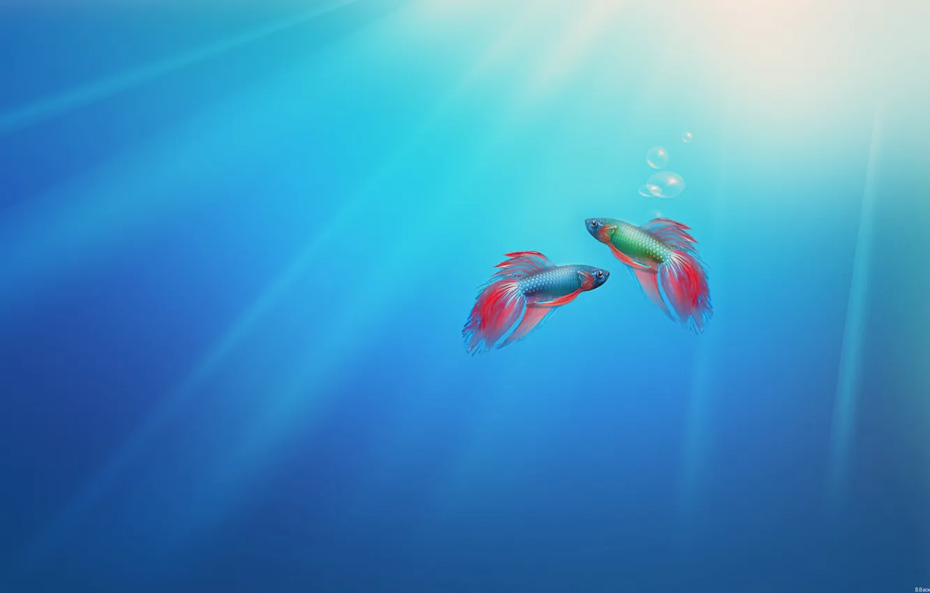 Wallpaper fish, photoshop, reincarnation for mobile and desktop ...