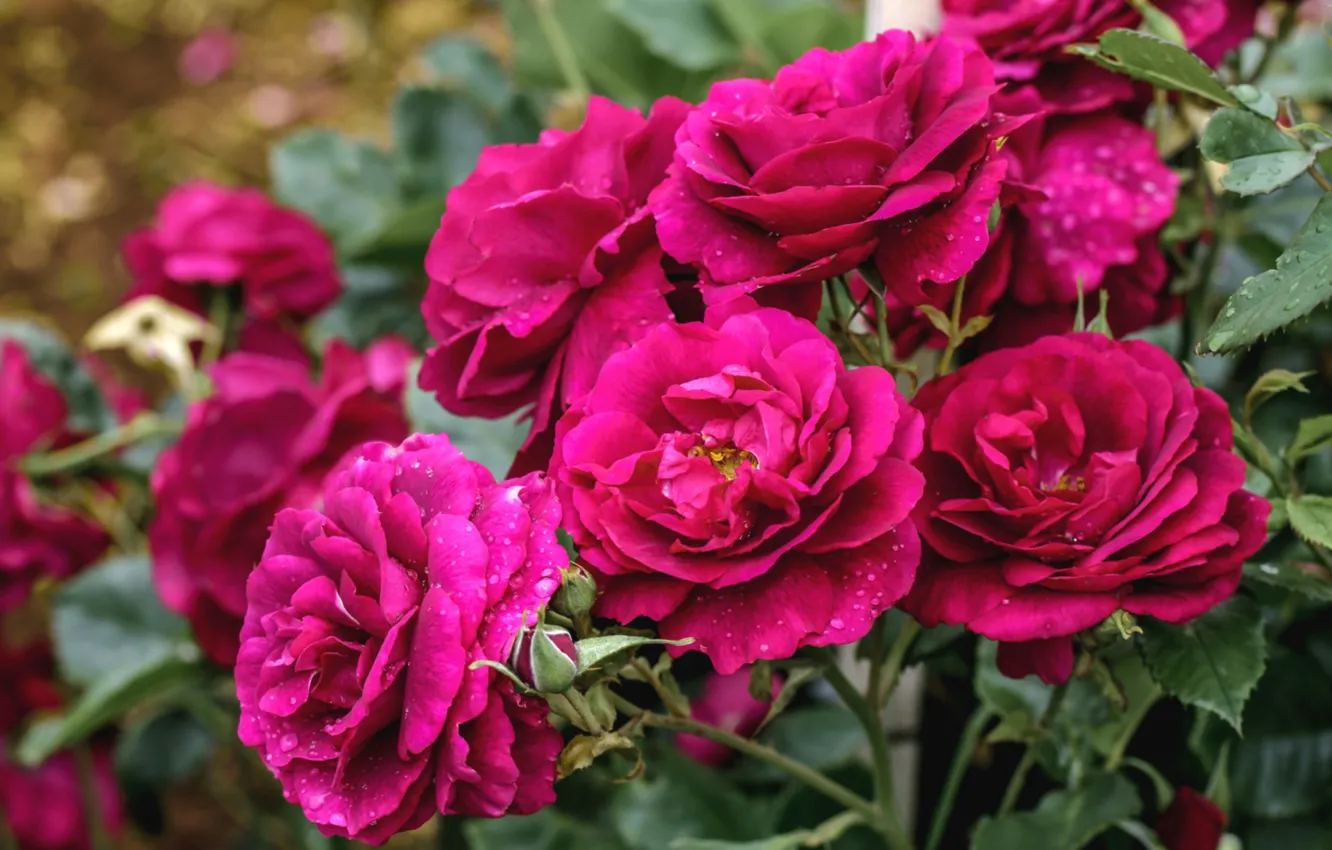 Wallpaper macro, roses, raspberry for mobile and desktop, section цветы ...