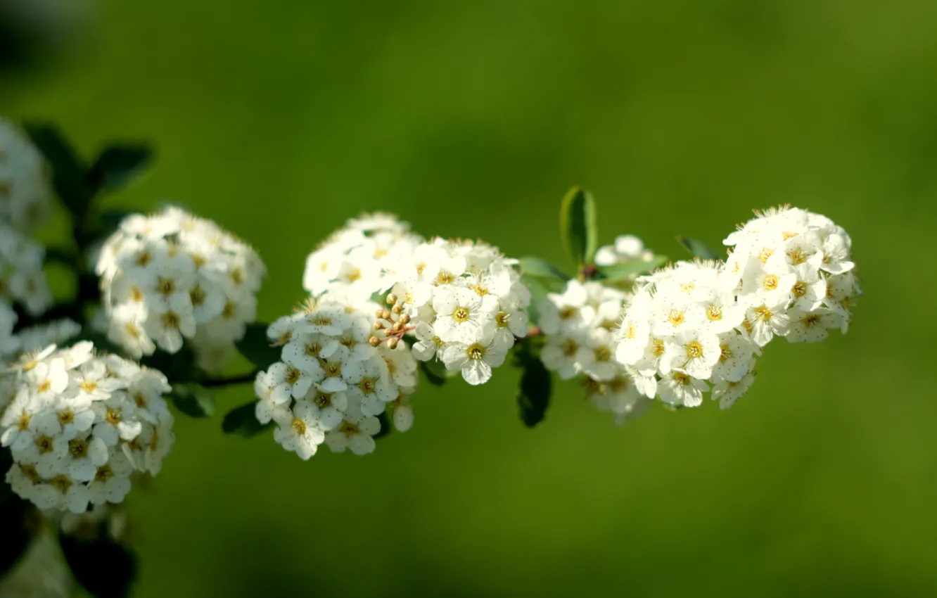 Wallpaper white, macro, flowers, spring, stamens, the bride, shrub ...