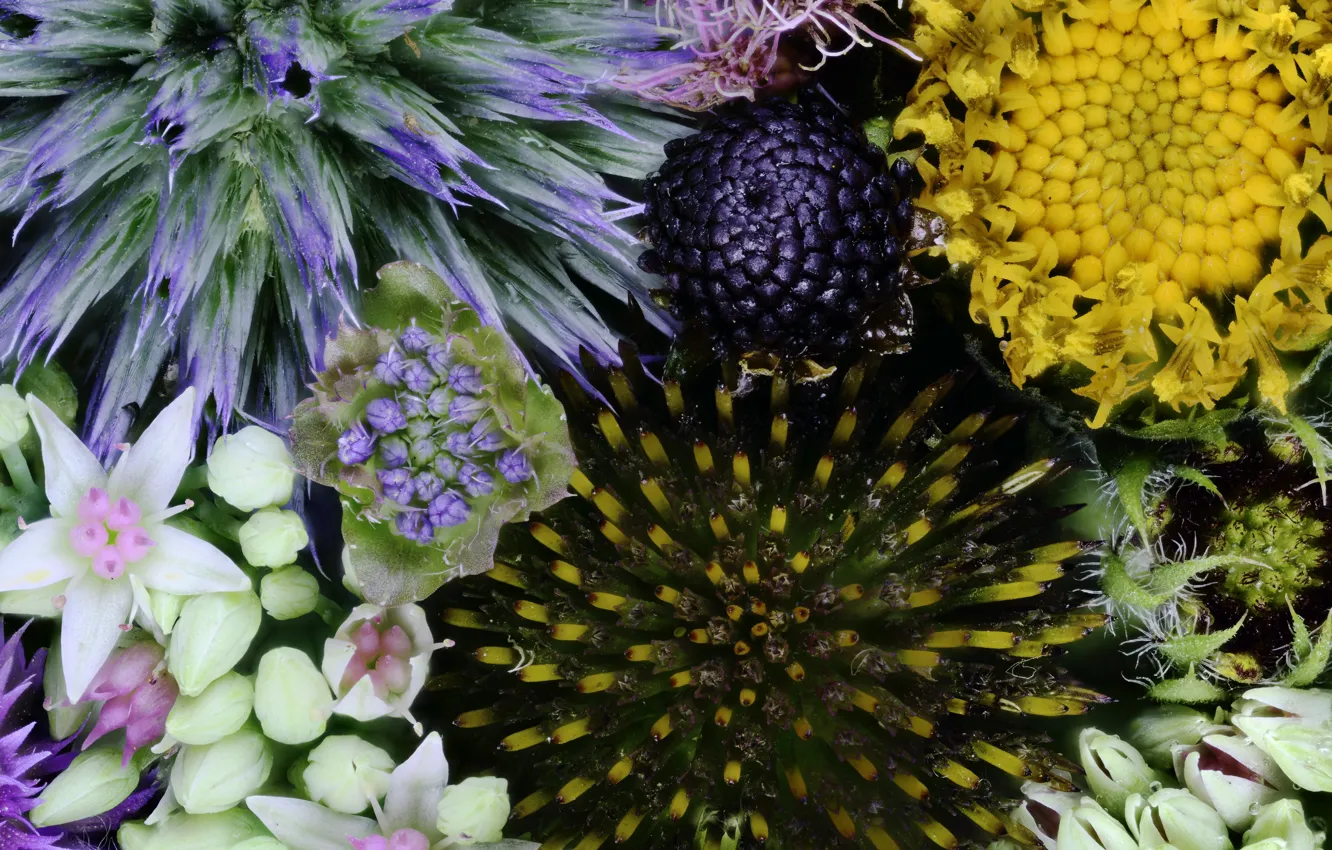 Wallpaper flowers, texture, stamens, Martin Dollenkamp for mobile and ...