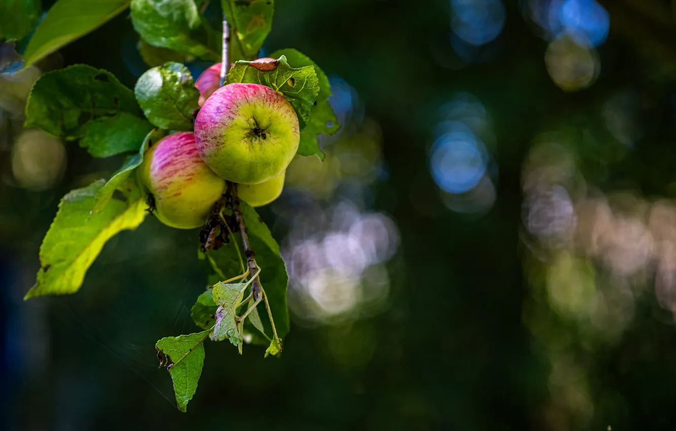 Wallpaper summer, background, apples, garden, fruit, Apple, bokeh for ...