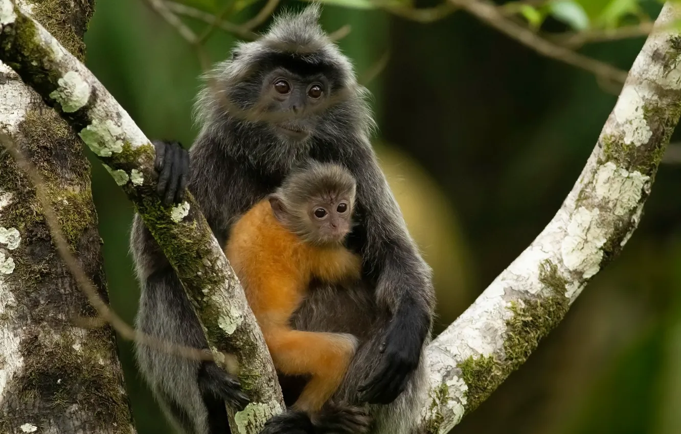 Wallpaper nature, Silvery Lutung, Trachypithecus cristatus for mobile ...