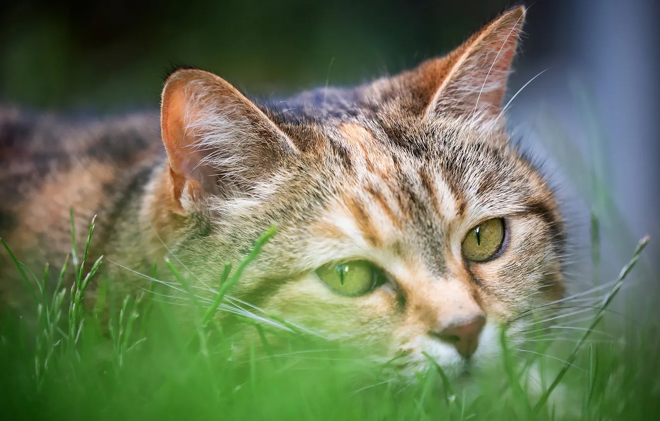 Wallpaper cat, cat, look, pose, face for mobile and desktop, section ...