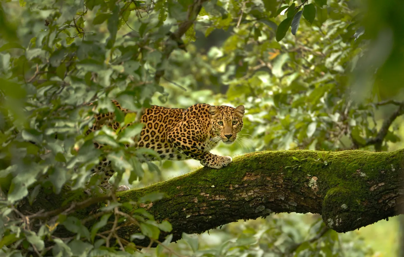 Wallpaper Leopard, Trees, Leaves, Leopard, Trees, Leaves, Wildlife ...