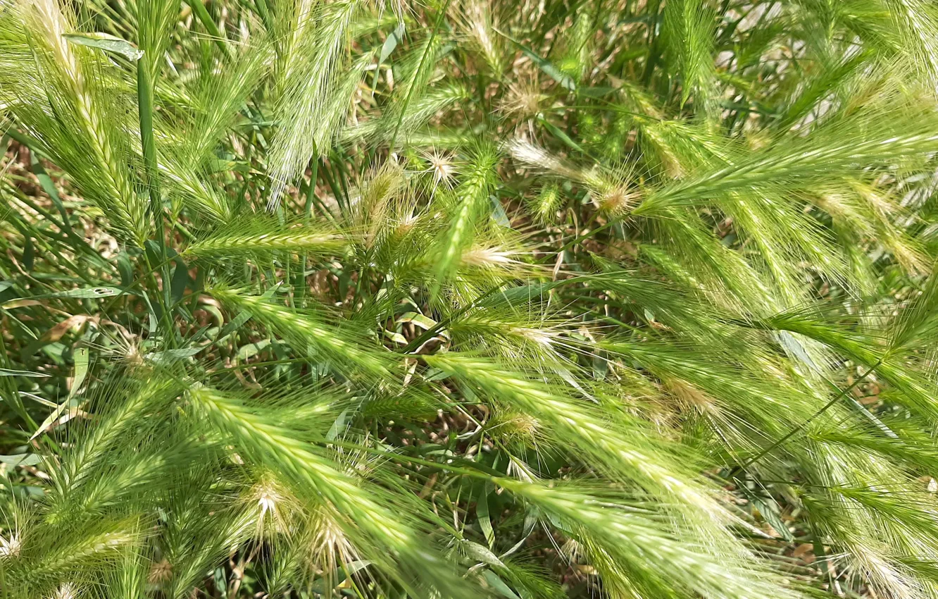 Wallpaper Plants, Kłosy, Wild Rye for mobile and desktop, section ...