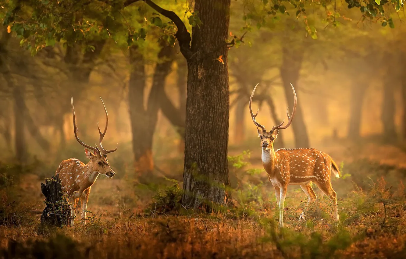 Wallpaper forest, nature, deer, outdoors, spotted deer for mobile and ...
