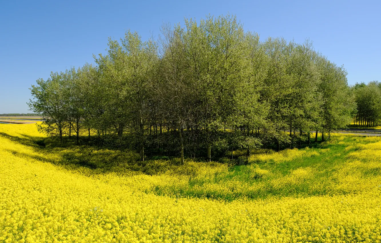 Wallpaper field, forest, trees, rape, rapeseed field for mobile and ...