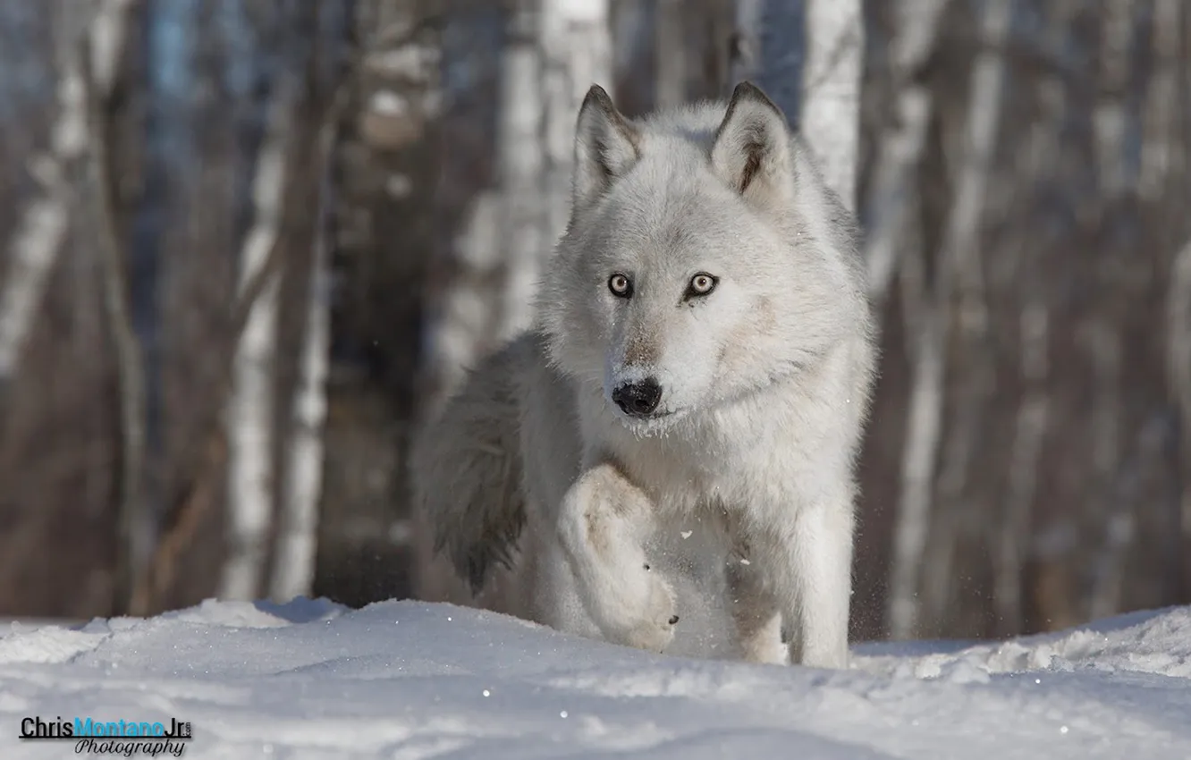 Wallpaper nature, snow, predator, face, animal, wolf, wildlife ...