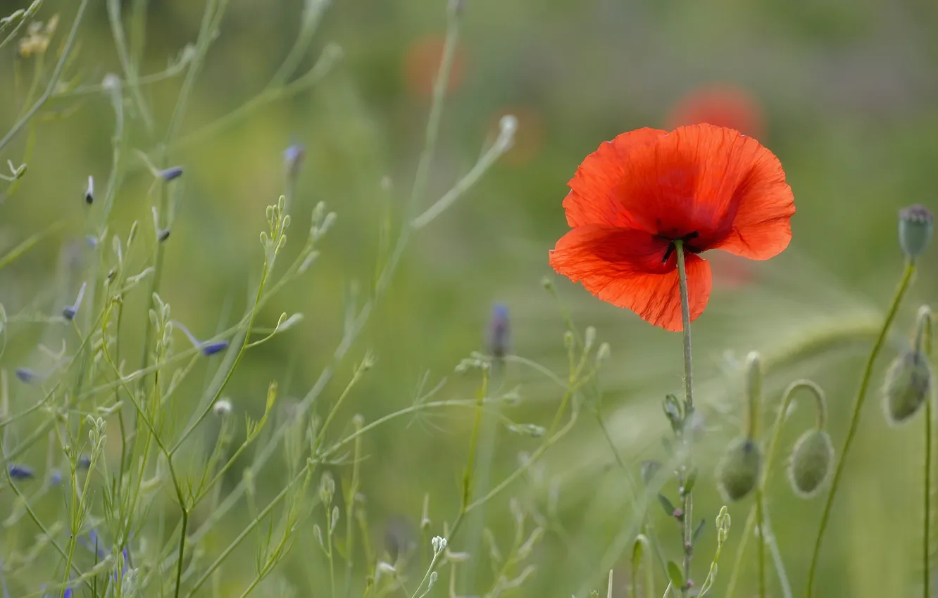 Wallpaper flowers, red, sprig, plant, Mac, Maki, stem, buds for mobile ...