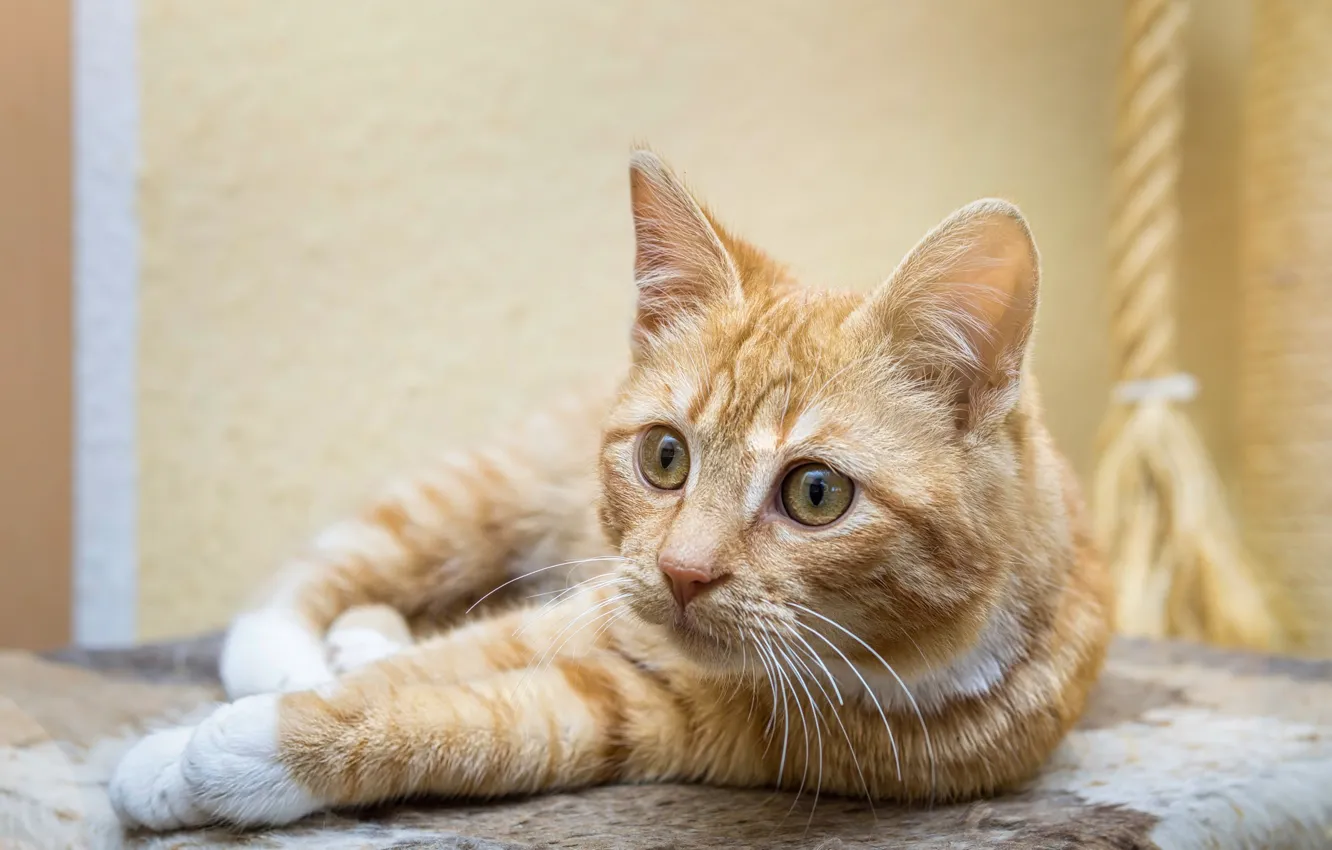 Wallpaper cat, red, kitty for mobile and desktop, section кошки ...