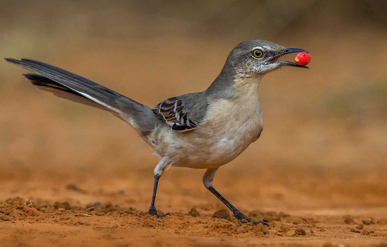 Wallpaper bird, beak, tail, polyphonic Mockingbird for mobile and ...