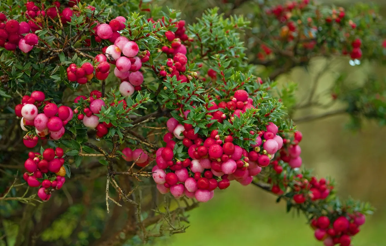 Wallpaper berries, Bush, pink berries for mobile and desktop, section ...