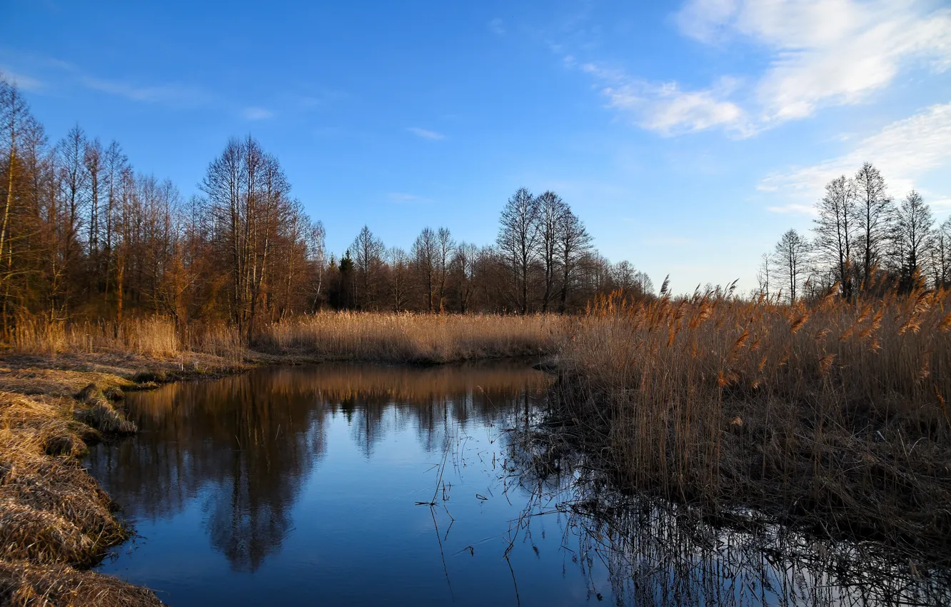 Wallpaper the sky, landscape, nature, river, spring, reed for mobile ...